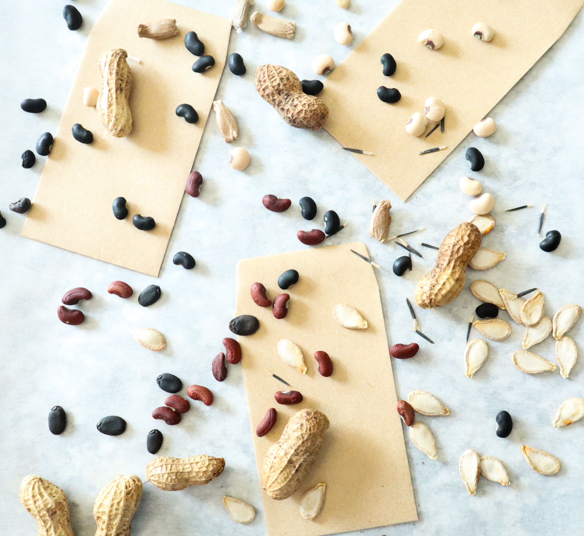 How To Garden In Florida: What Seeds To Sow In May - Homemade On Purpose